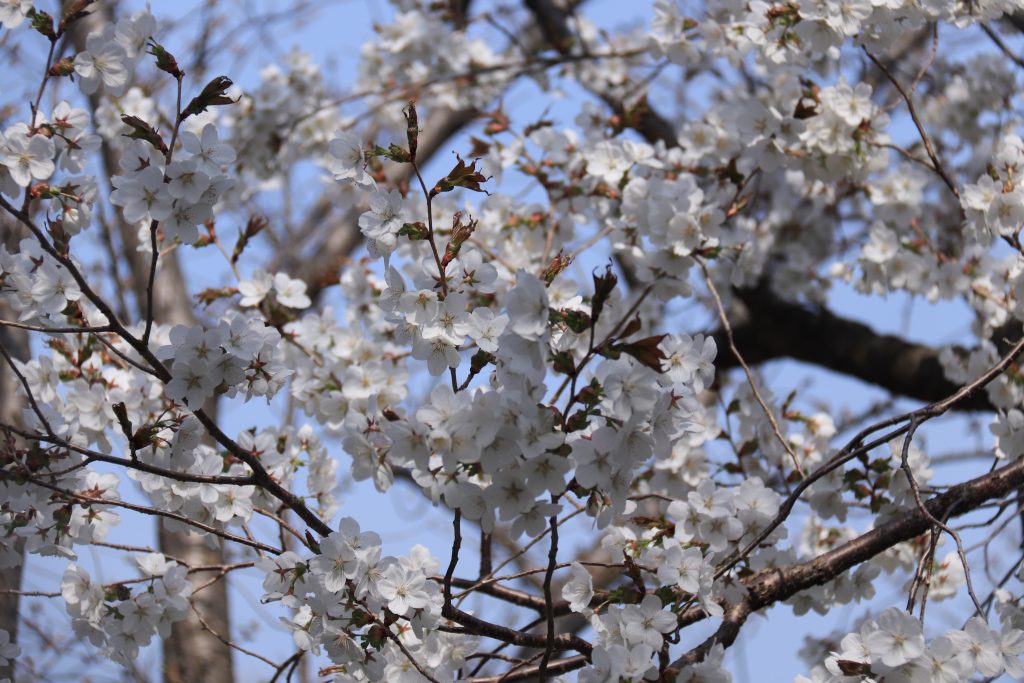 JP 2018 May Sakura Matsumae Castle | Japan Travel Insights by season