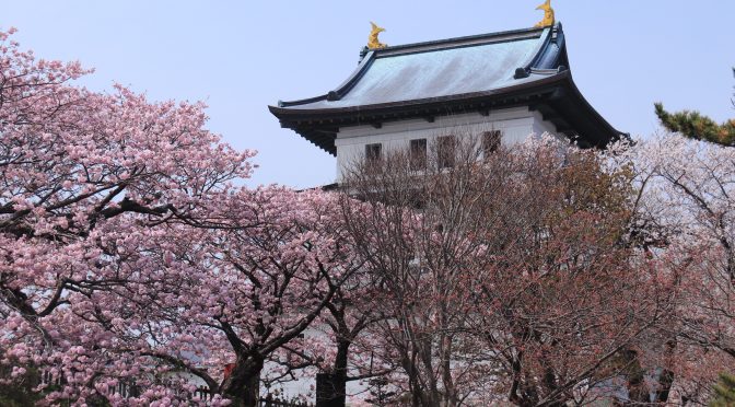 JP 2018 May Sakura Matsumae Castle | Japan Travel Insights by season