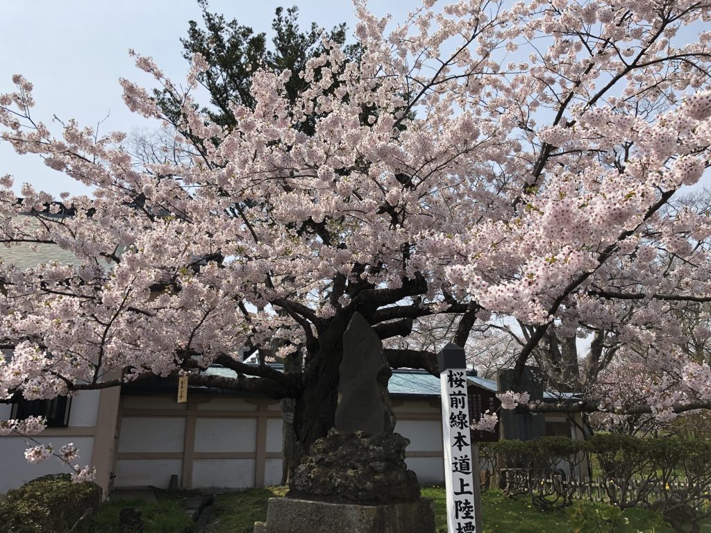 JP 2018 May Sakura Matsumae Castle | Japan Travel Insights by season