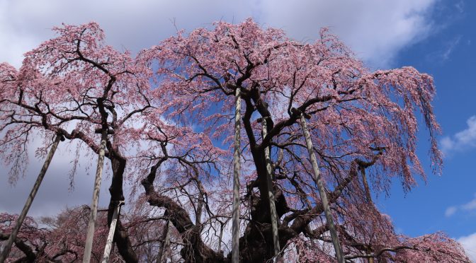 JP 2019 April Sakura Miharu Takizakura | Japan Travel Insights by season